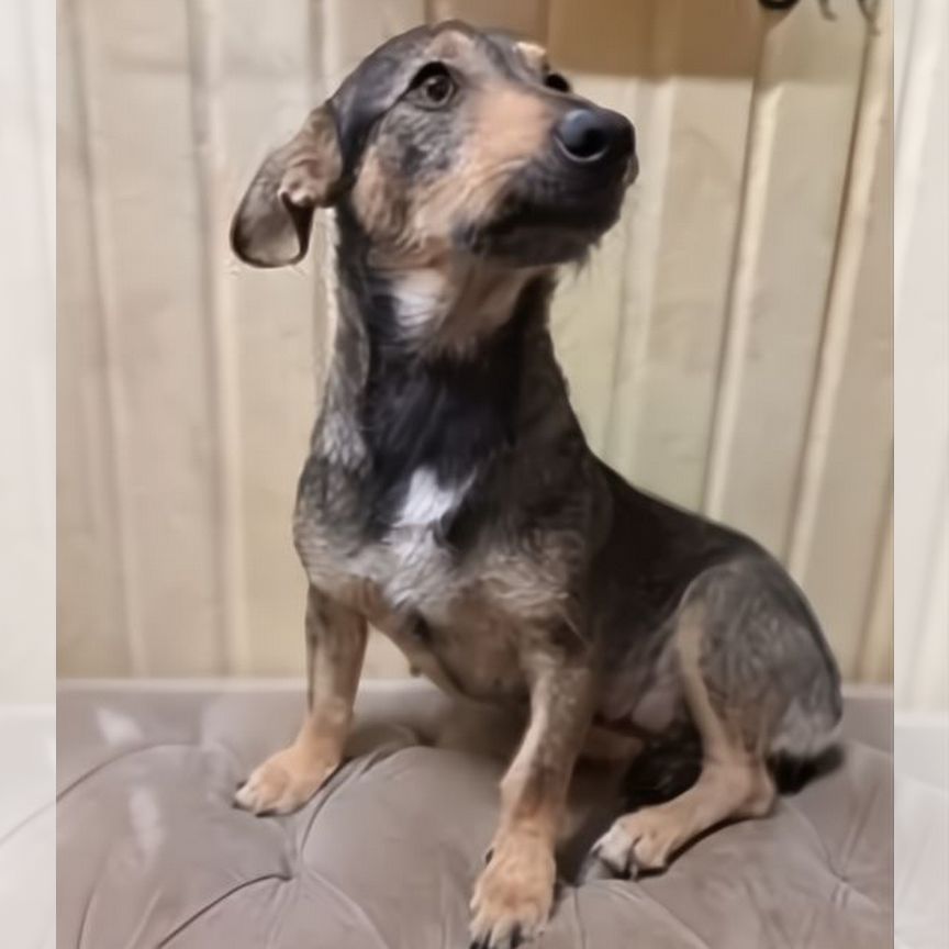 Взрослая собака в добрые руки