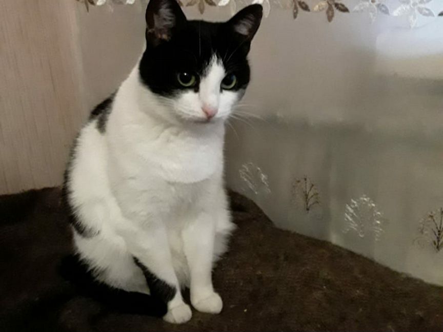 Кошка ищет свою настоящую хозяйку