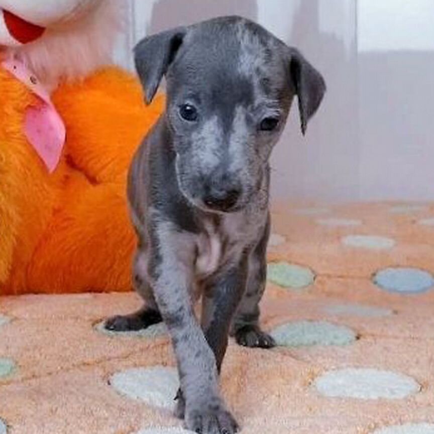 Левретка, щенок