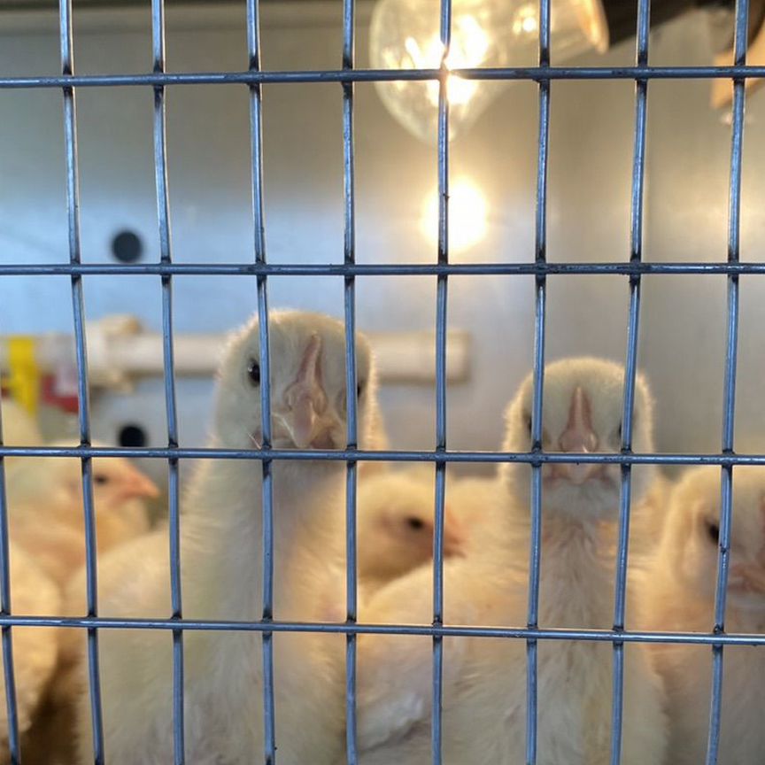 Цыплята бройлеры кобб 700