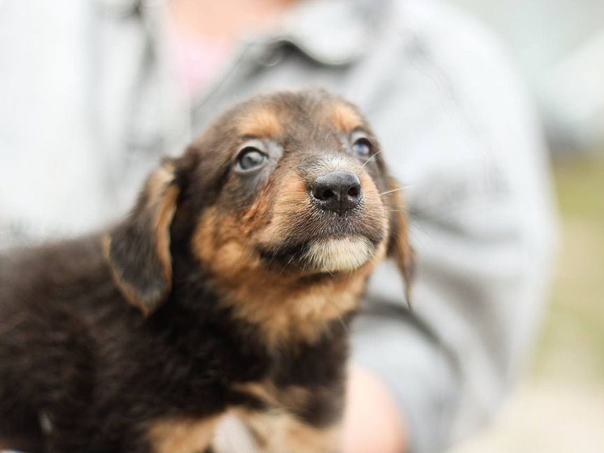 Щенки девочки и мальчики в добрые руки