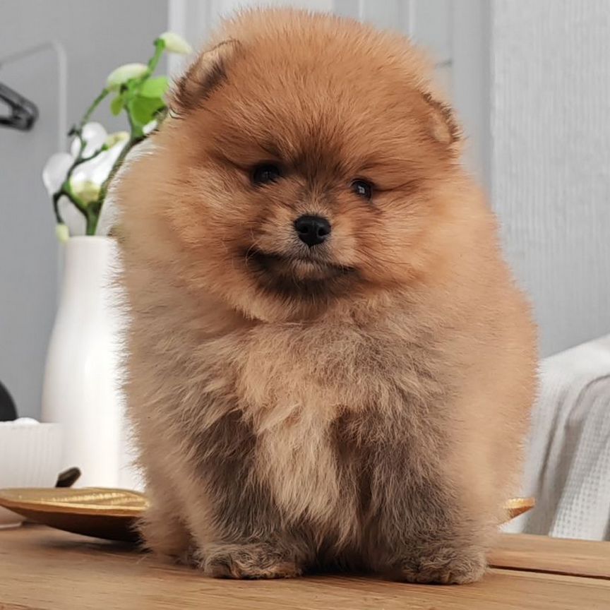 Померанский шпиц, щенок