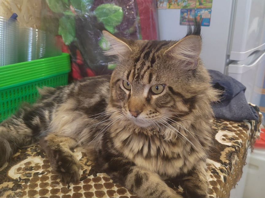 Кот мейн-кун вязка