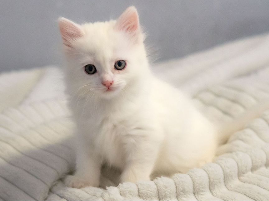 Котёнок турецкая ангора