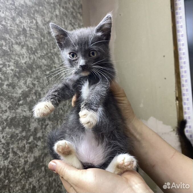Котятам в приюте очень нужен дом