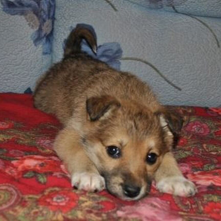 Щенок 2 месяца