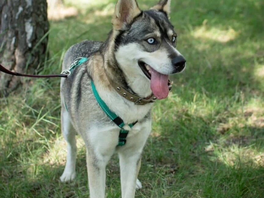 Ищет дом Алиса из приюта