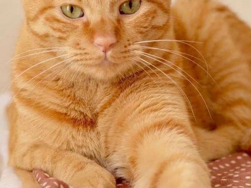 Кошка