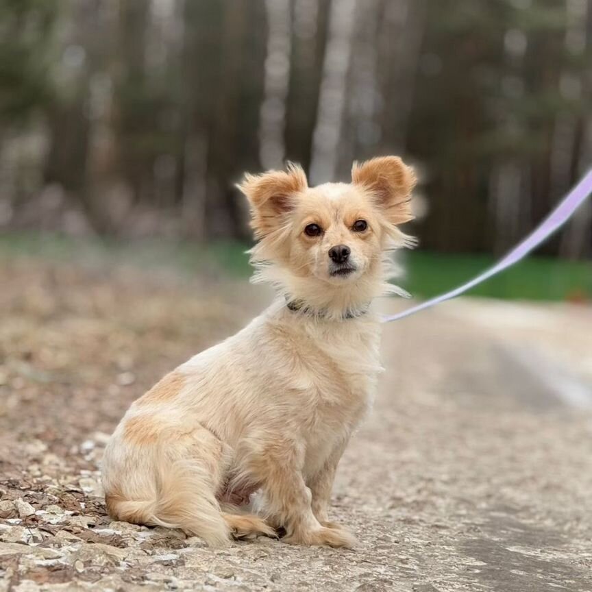 Маленькая собака в дар в добрые руки