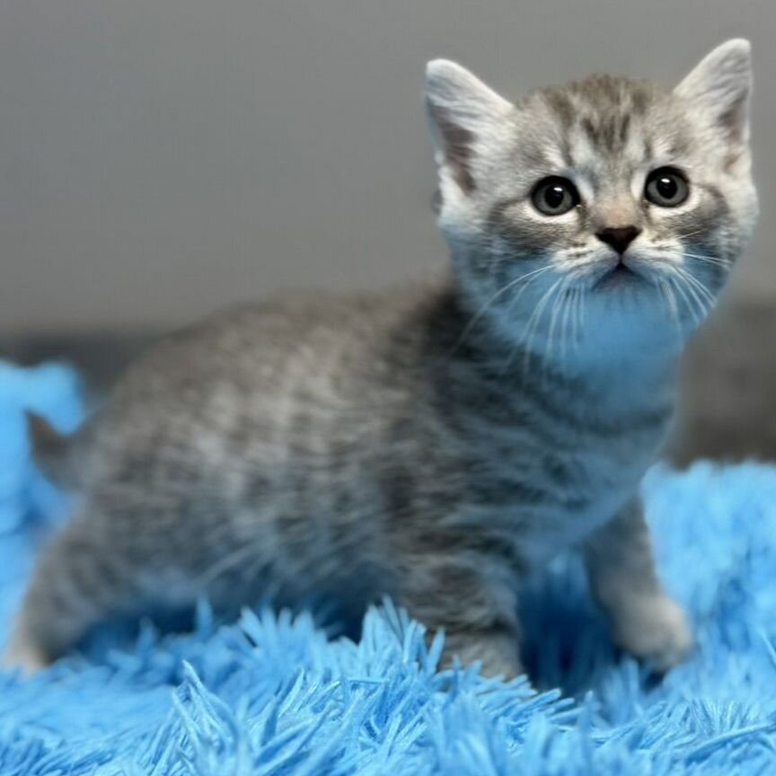 Шотландский прямоухий короткошёрстный котёнок
