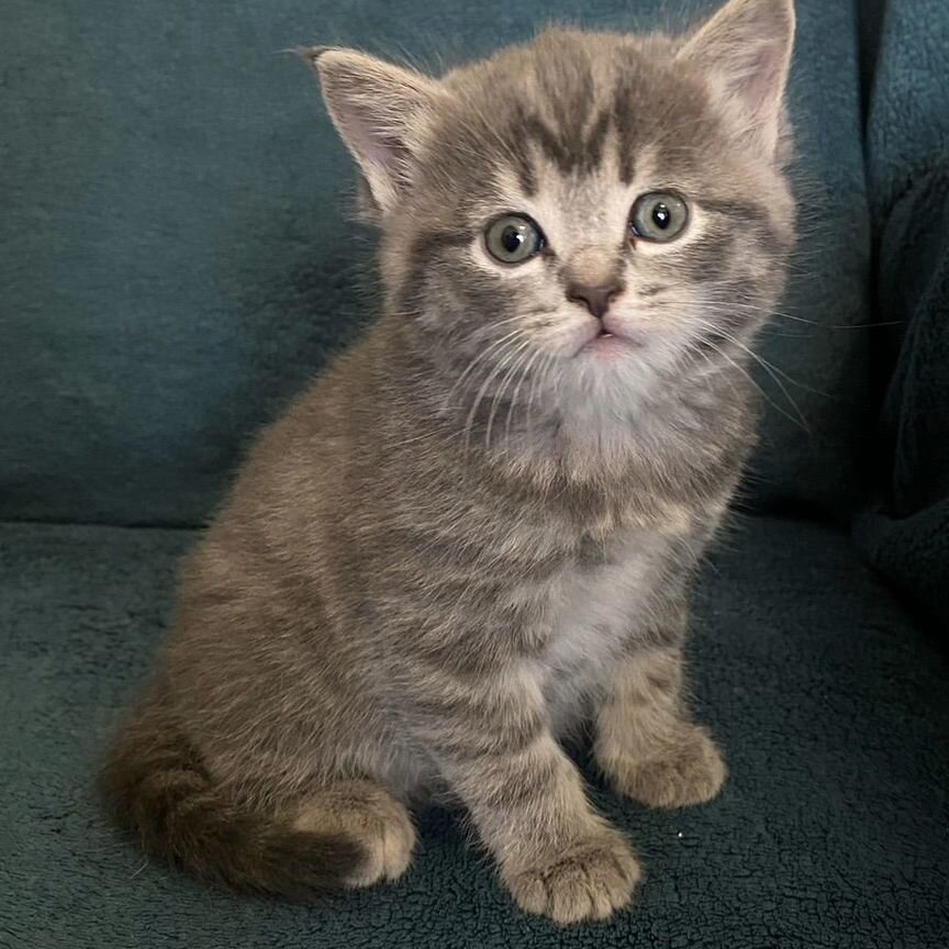 Сибирский котёнок