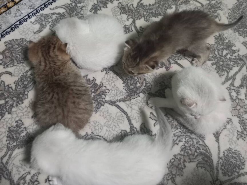 Шотландские вислоухие котята