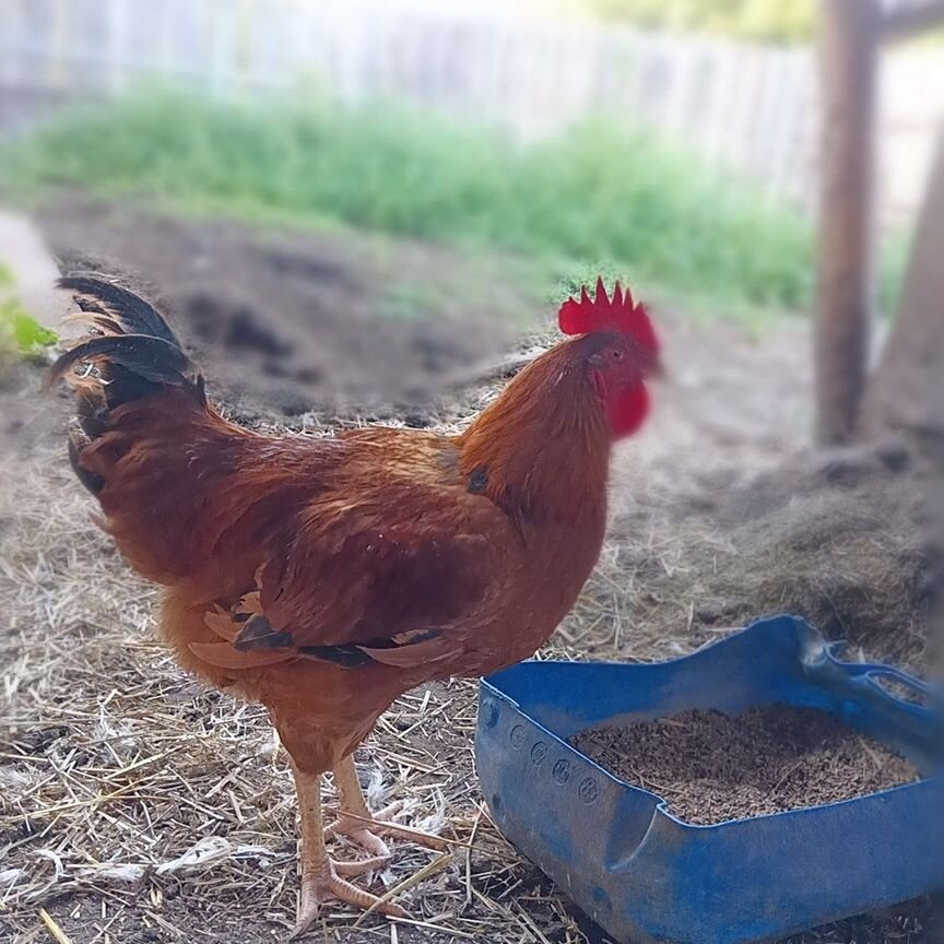 Петух бройлерный