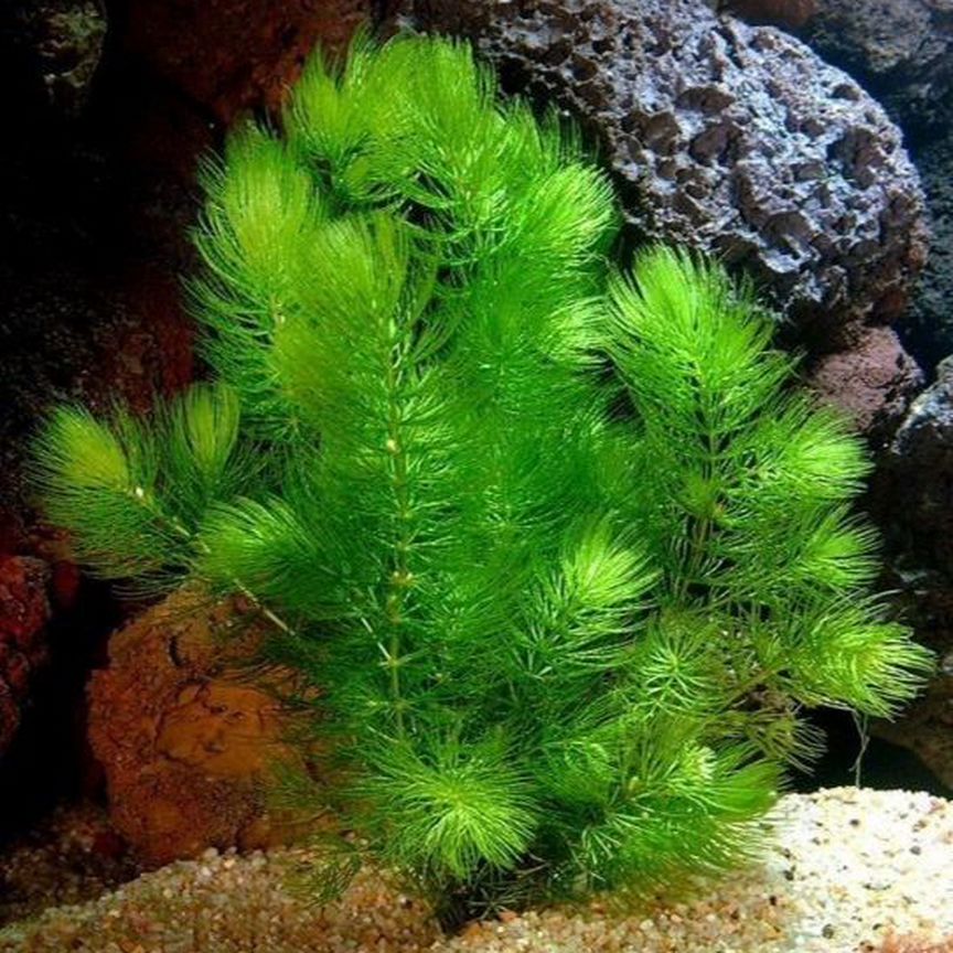 Приму в дар растения в аквариум