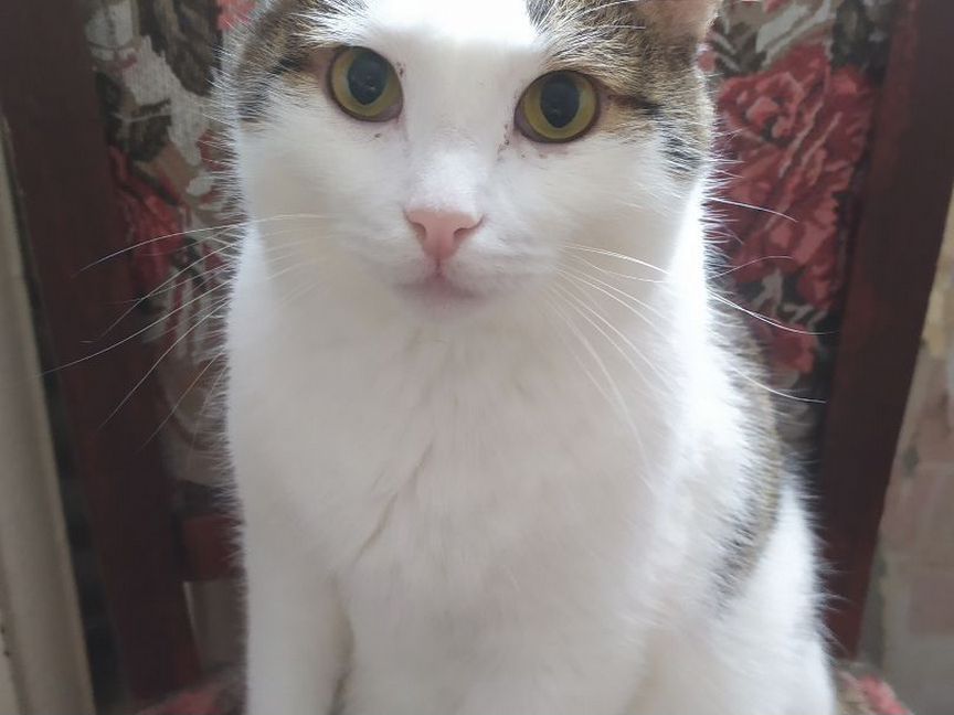 Нежнейший добрый котик ищет дом