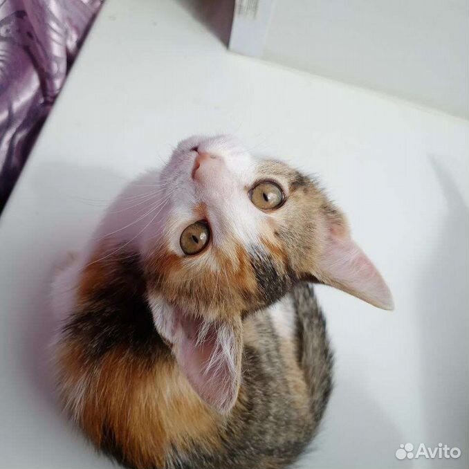 Котенок девочка черепаховый окрас