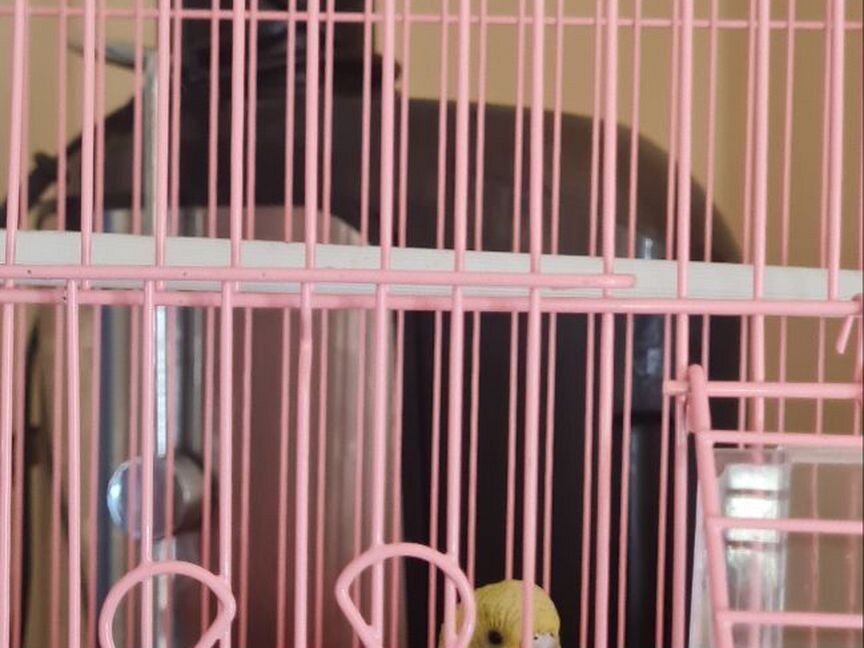 Папугай в клетке