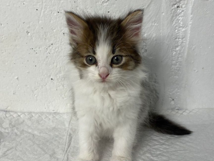 Котенок (кошка) 1,5-2мес. в дар бесплатно