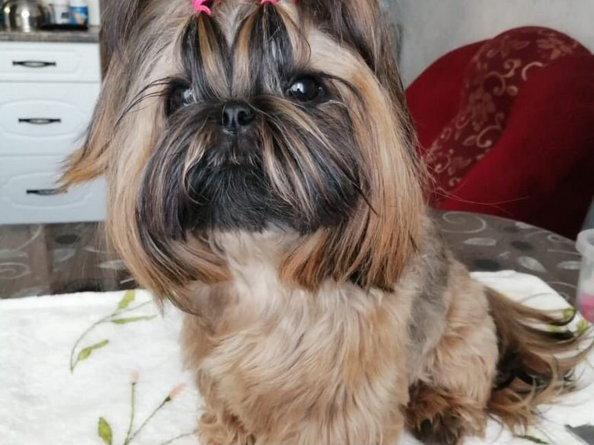 Щенки ши-тцу