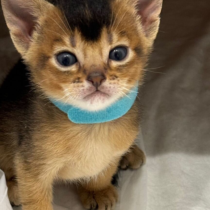 Чистокровный абиссинский котёнок