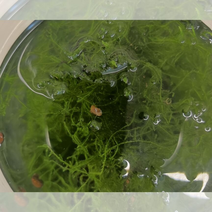 Яванский мох