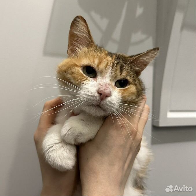 Кошка Николь в добрые руки