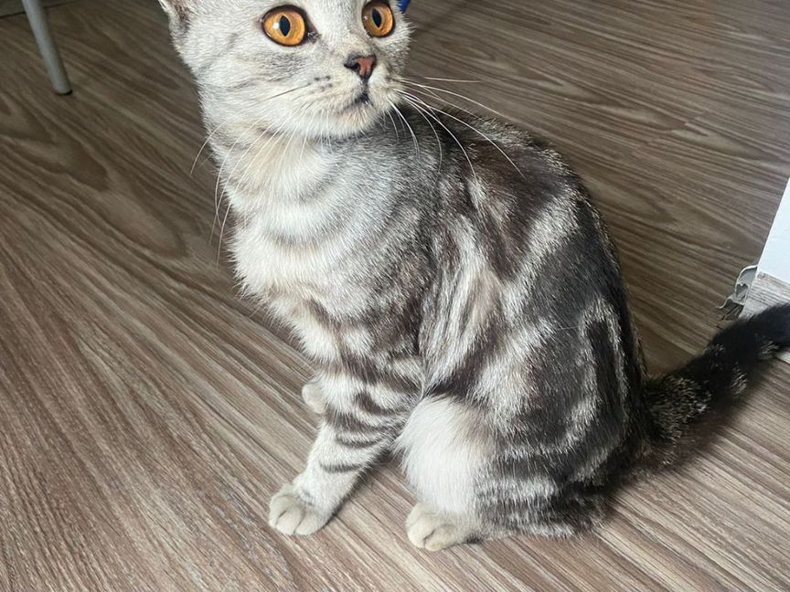 Бенгальская