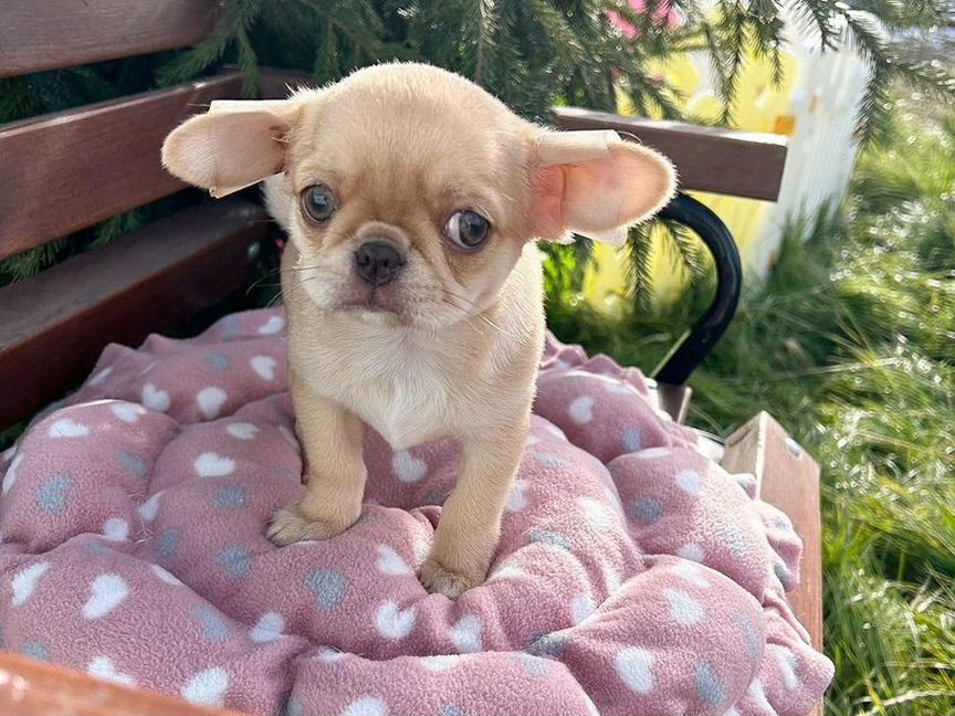 Чихуахуа курносый Пончик