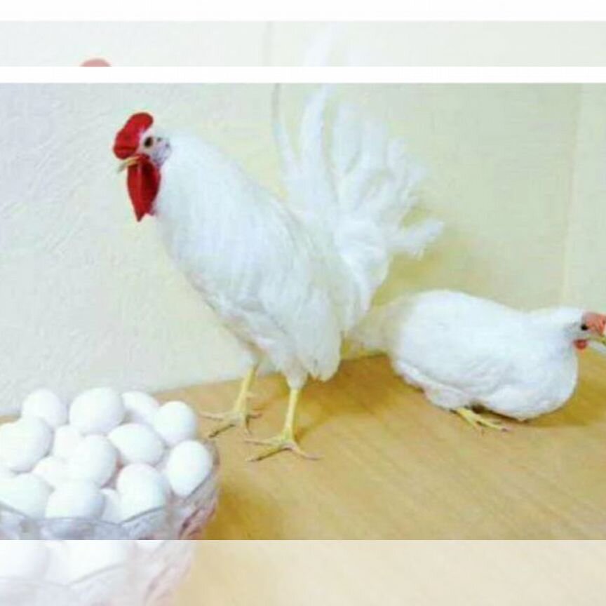 Куры несушки