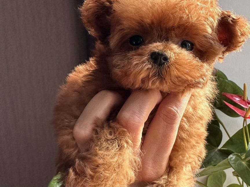 Той-пудель тедди девочка Корея (мальтипу тикап)