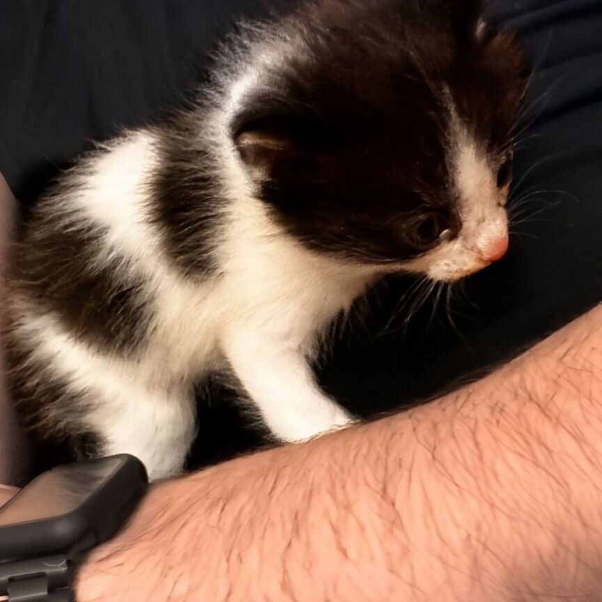 Котёнок в добрые руки