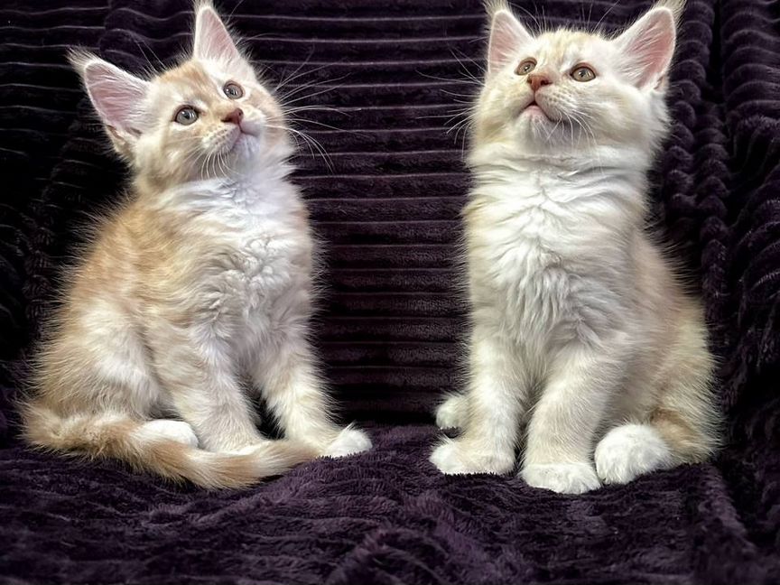 Котята Мейн-кун