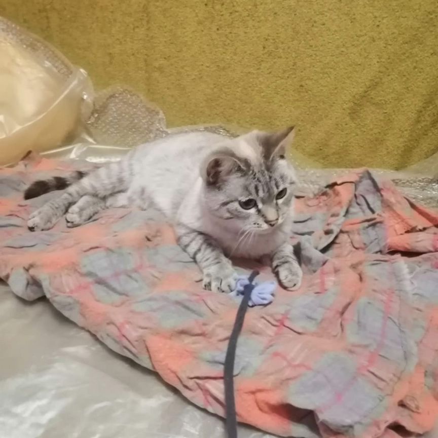 Кошка в добрые руки