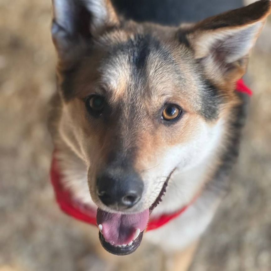 Собака в добрые руки