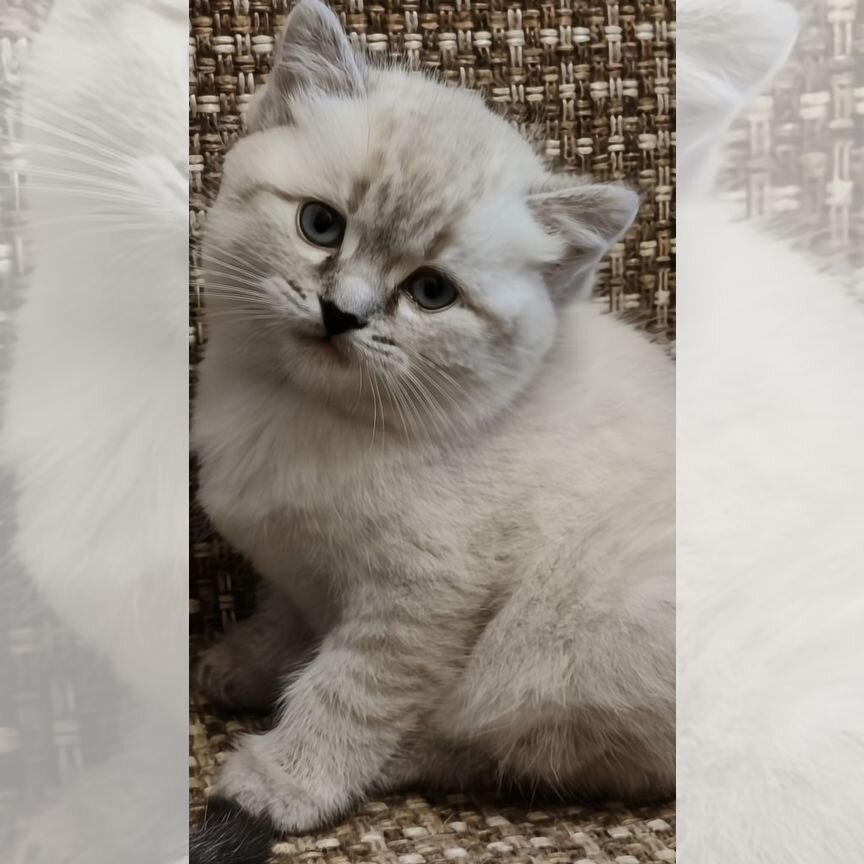 Шотландский прямоухий короткошёрстный котёнок