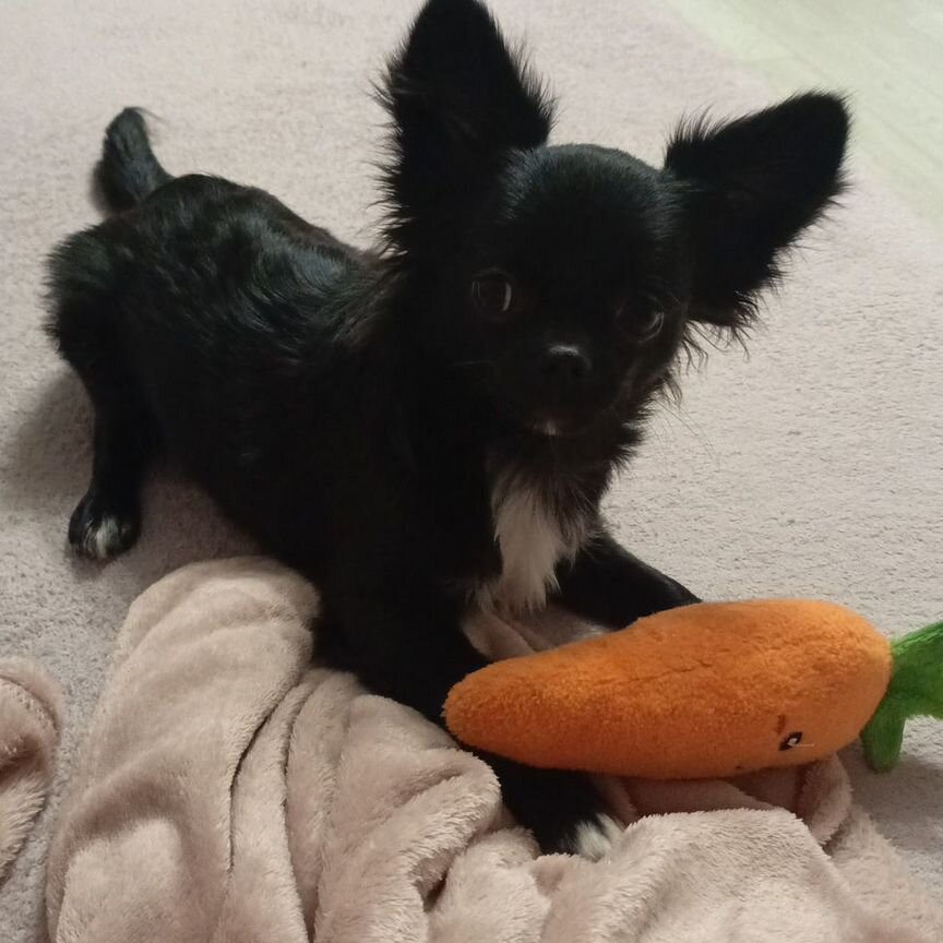 Продам симпатичного песеля, порода Чихуахуа