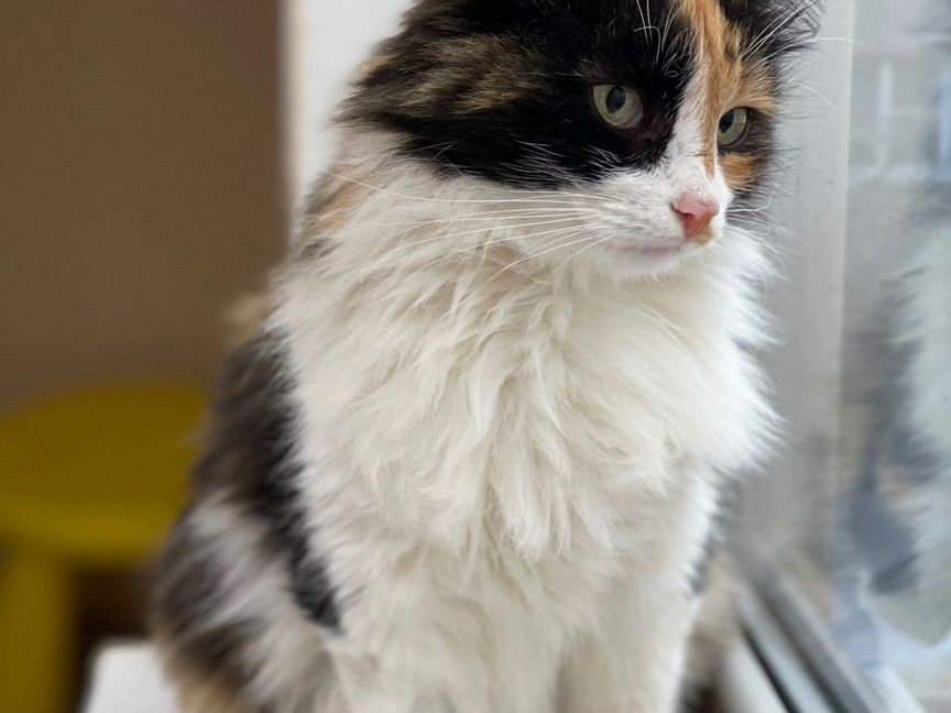 Кошка Колибри