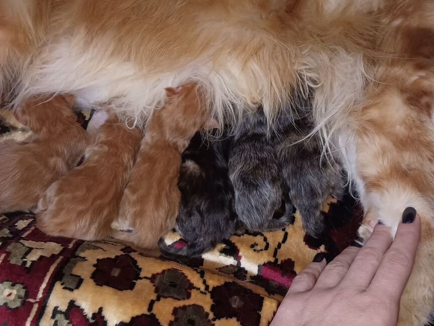 Котята мейн-кун