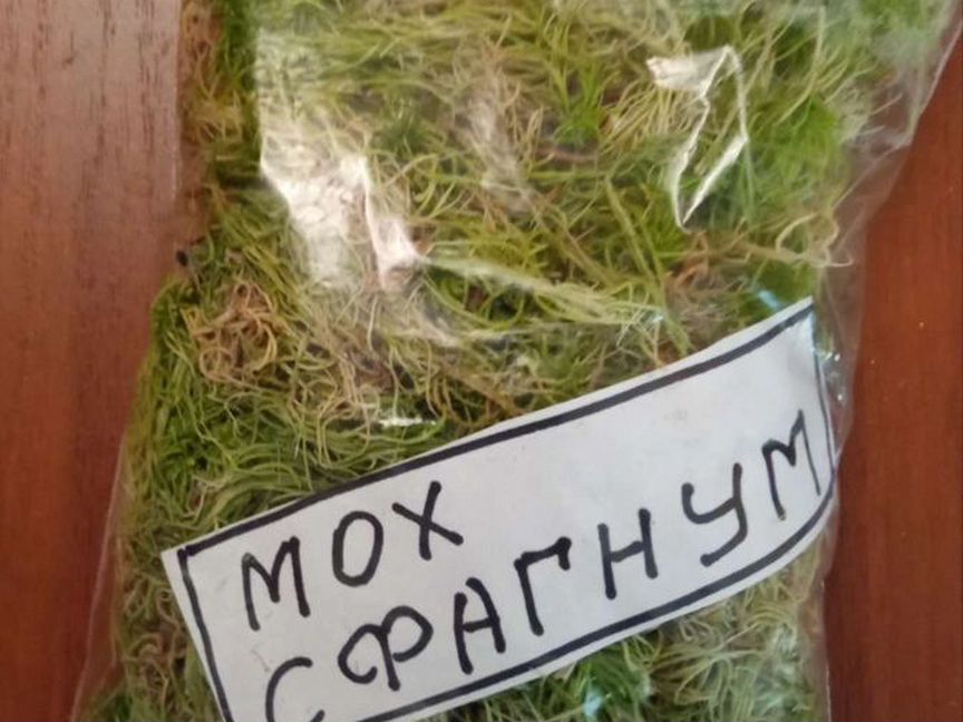 Мох