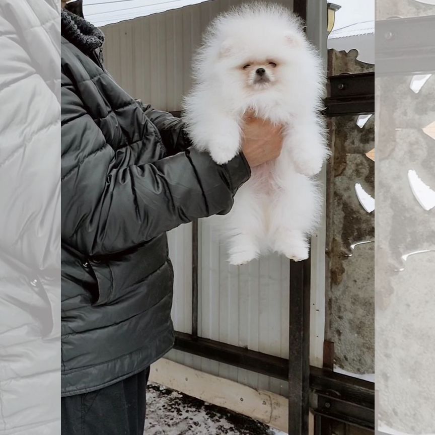 Померанский шпиц, щенок