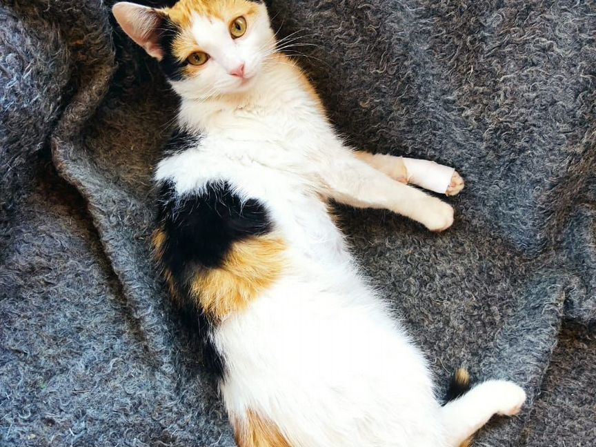 Трехцветная кошечка в добрые руки