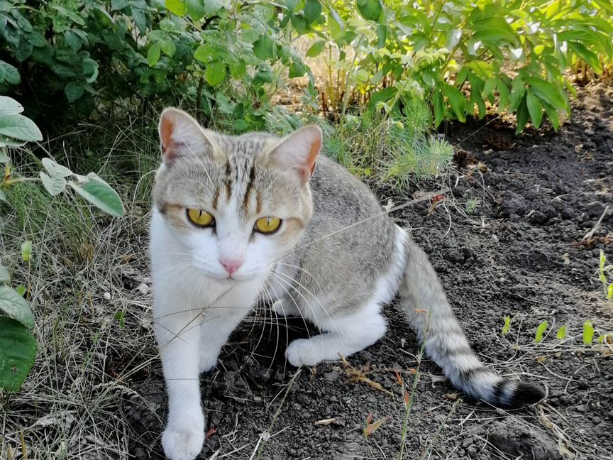 Кошка для семьи