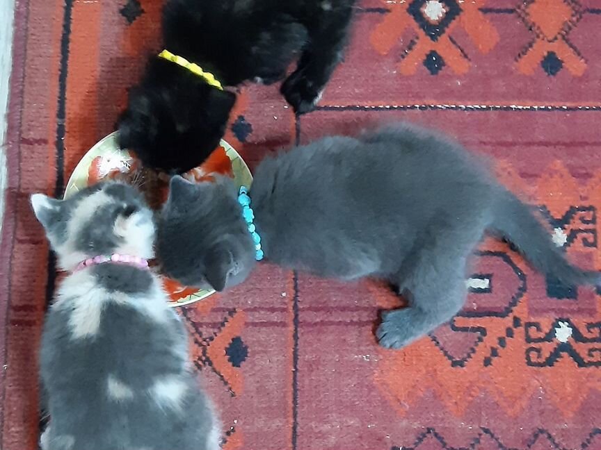 Котята в добрые руки