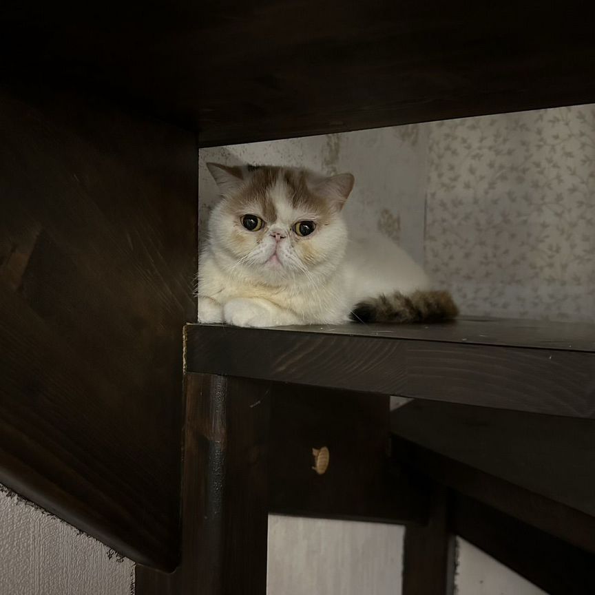 Экзотическая кошка