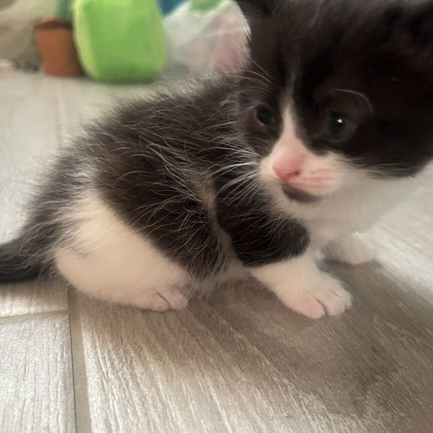 Котятки в добрые руки