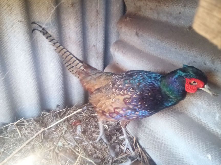 Фазан румынский