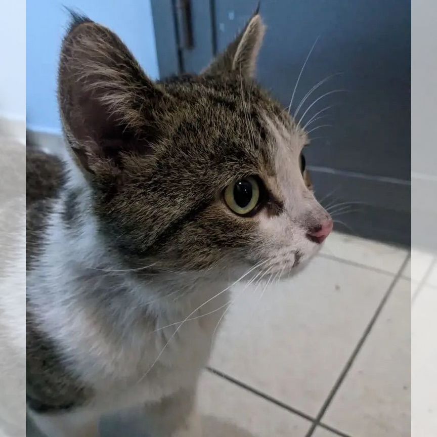 Котёнок в добрые руки