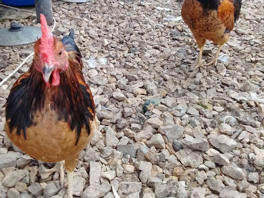 Куры петухи семья