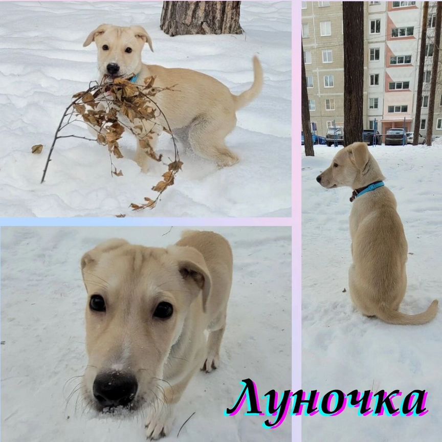 Щенок