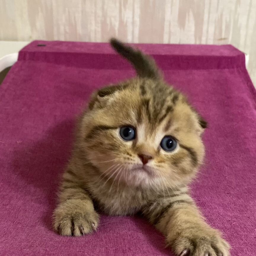 Шотландский котенок. Мальчик